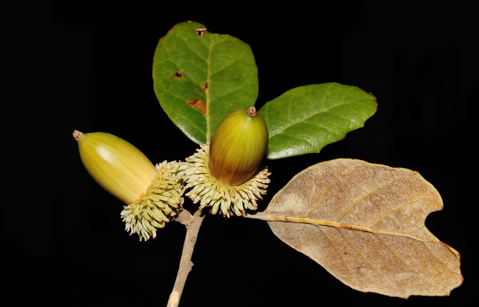 Biodiversity of Cyprus by NGO Protection of the Natural Heritage and ...
