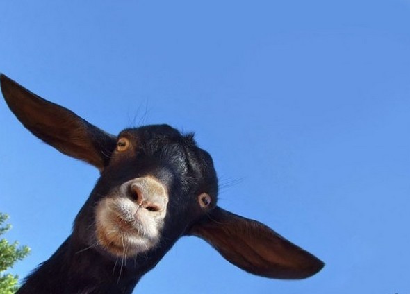 Humorous Closeup Photos Associated with Creatures | Wonderful from all ...