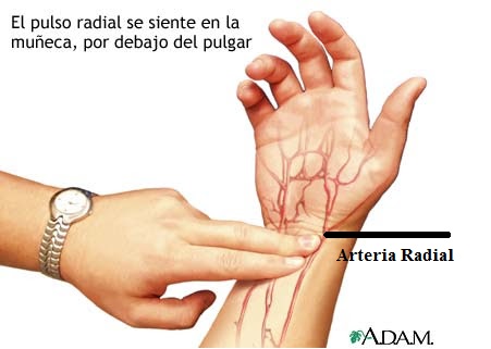 Departamento de Educación Física I.E.S. Almina : EL PULSO CARDÍACO