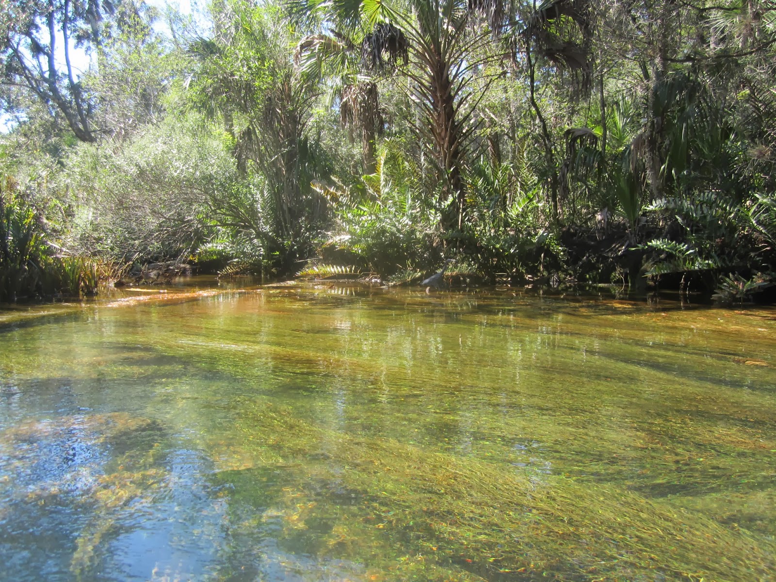 Dave's Yak Tales: Weeki Wachee, Mud River, and Salt Spring