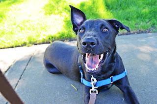 Dogs In the Bubble: Oso - Wonderful and Inspirational Soul