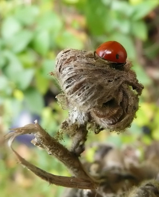 ...COQUELICOTS, COQUILLAGES...et BELLES PAGES !: Les coccinelles posent ...