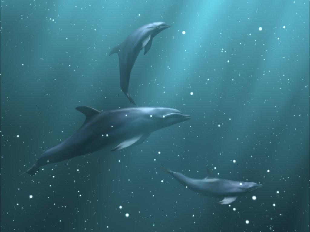 Imágenes del mundo animal: Delfines