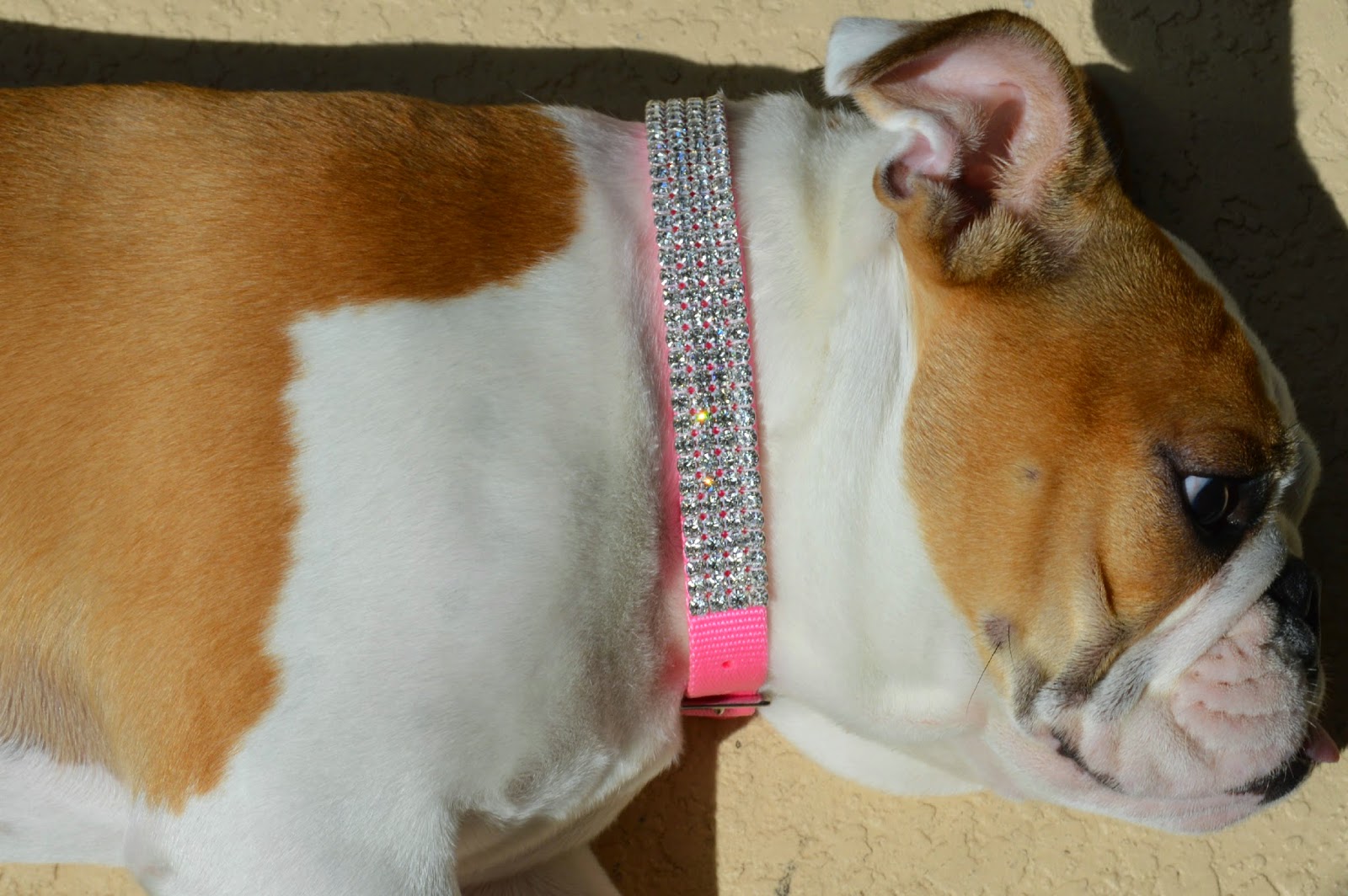 Blinged Out Pet: Rhinestone Dog Collars - Martinis | Bikinis