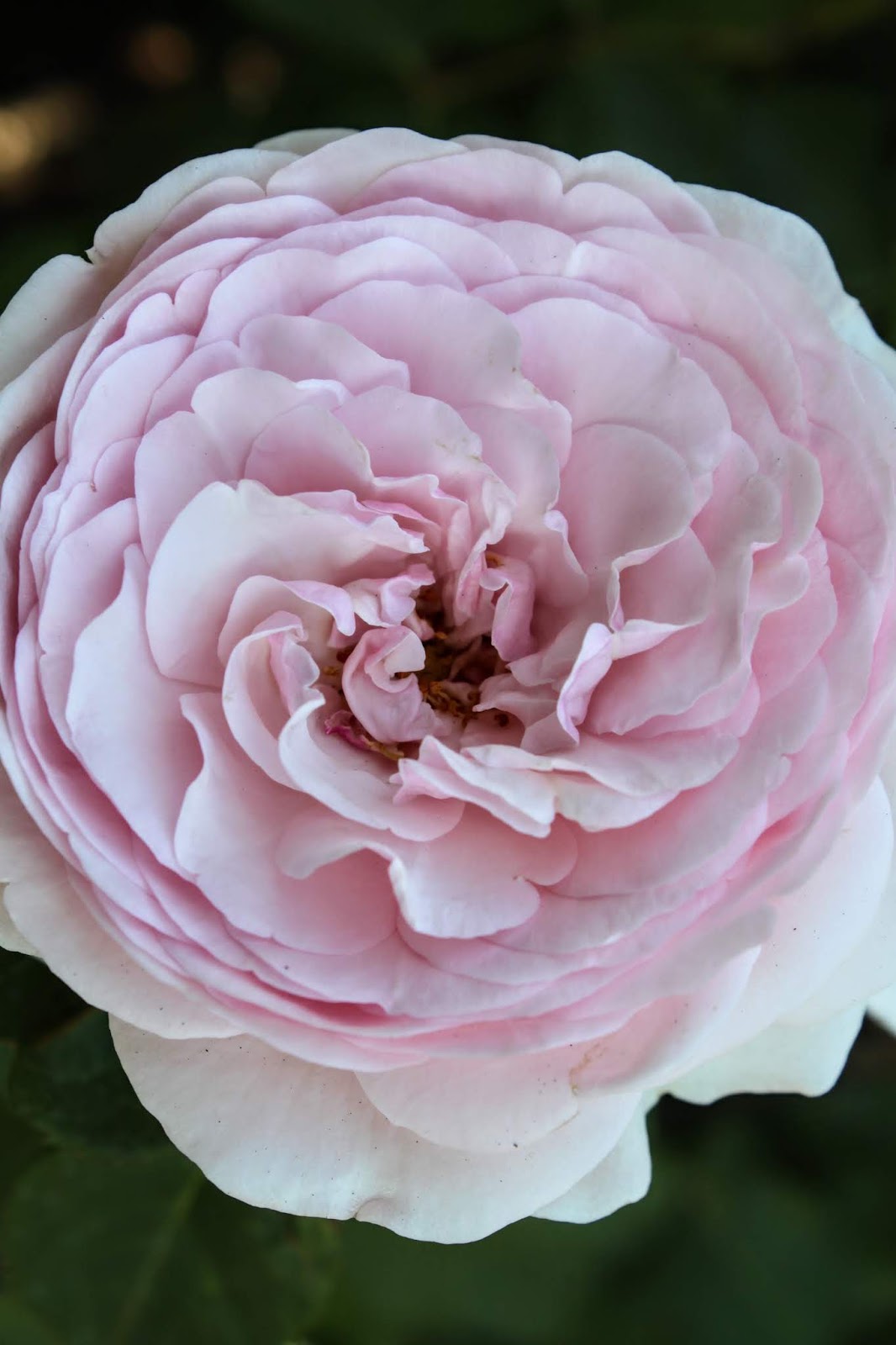 Widow's Endorphins: David Austin, The Godfather of the English Rose