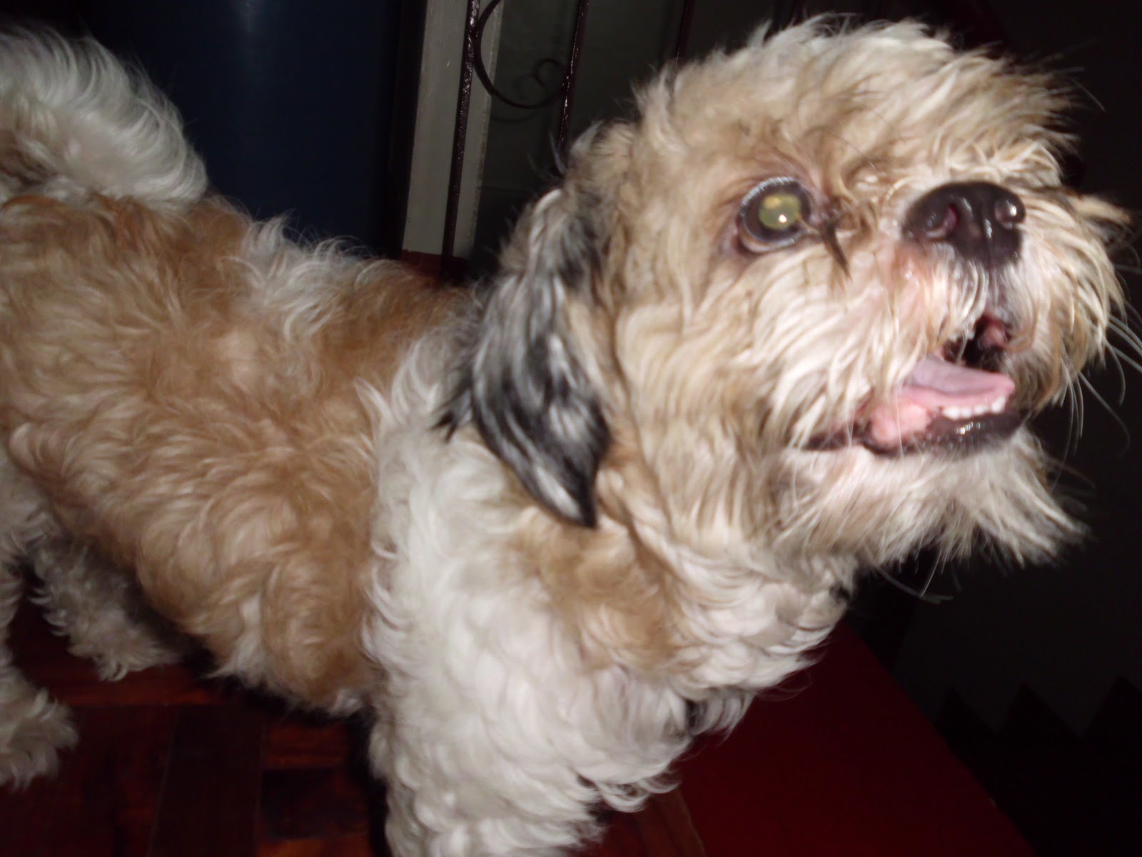 Optional Perspective: Unboxing of HP s300 Digital Camera