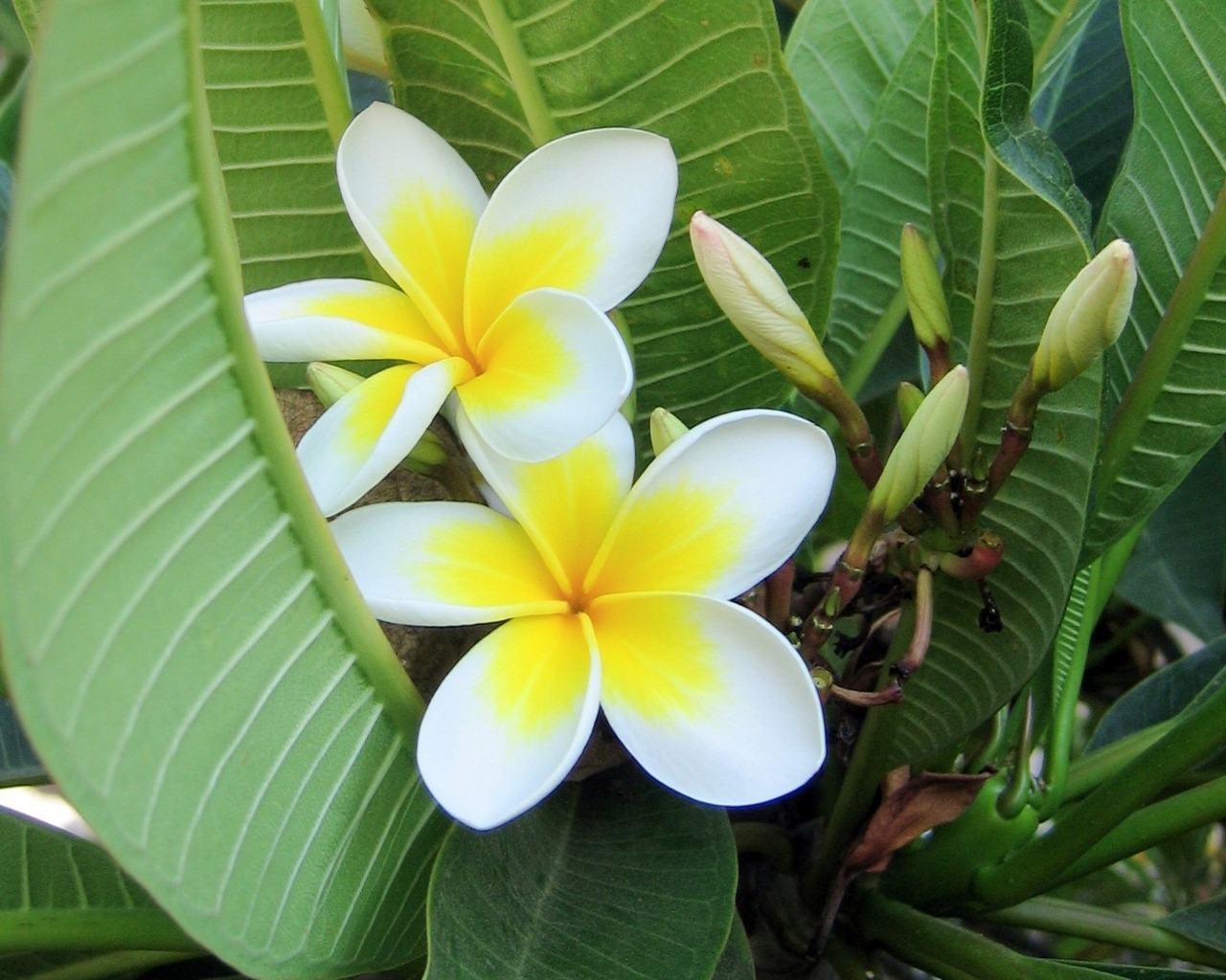 Wallpaper India: 50 Eye Catching Flowers