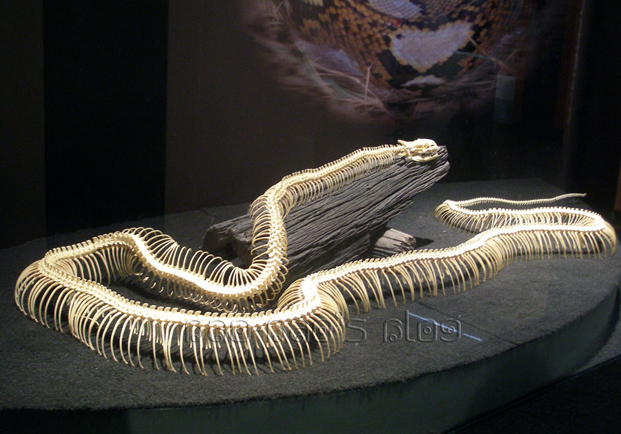 Bao-Bao's Blog: The Red Cross Snake Farm In Bangkok, Part 1