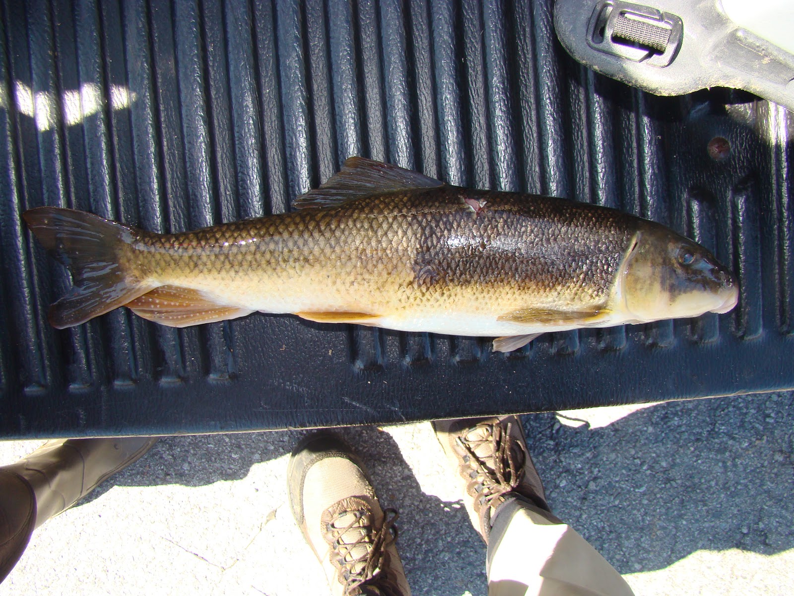 Edward D. Burress: Electro-shocking in the New and Watauga Rivers