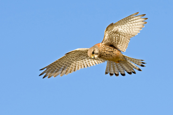 A Natural History of Paddock Wood in 2016: Kes & Mascalls Farm