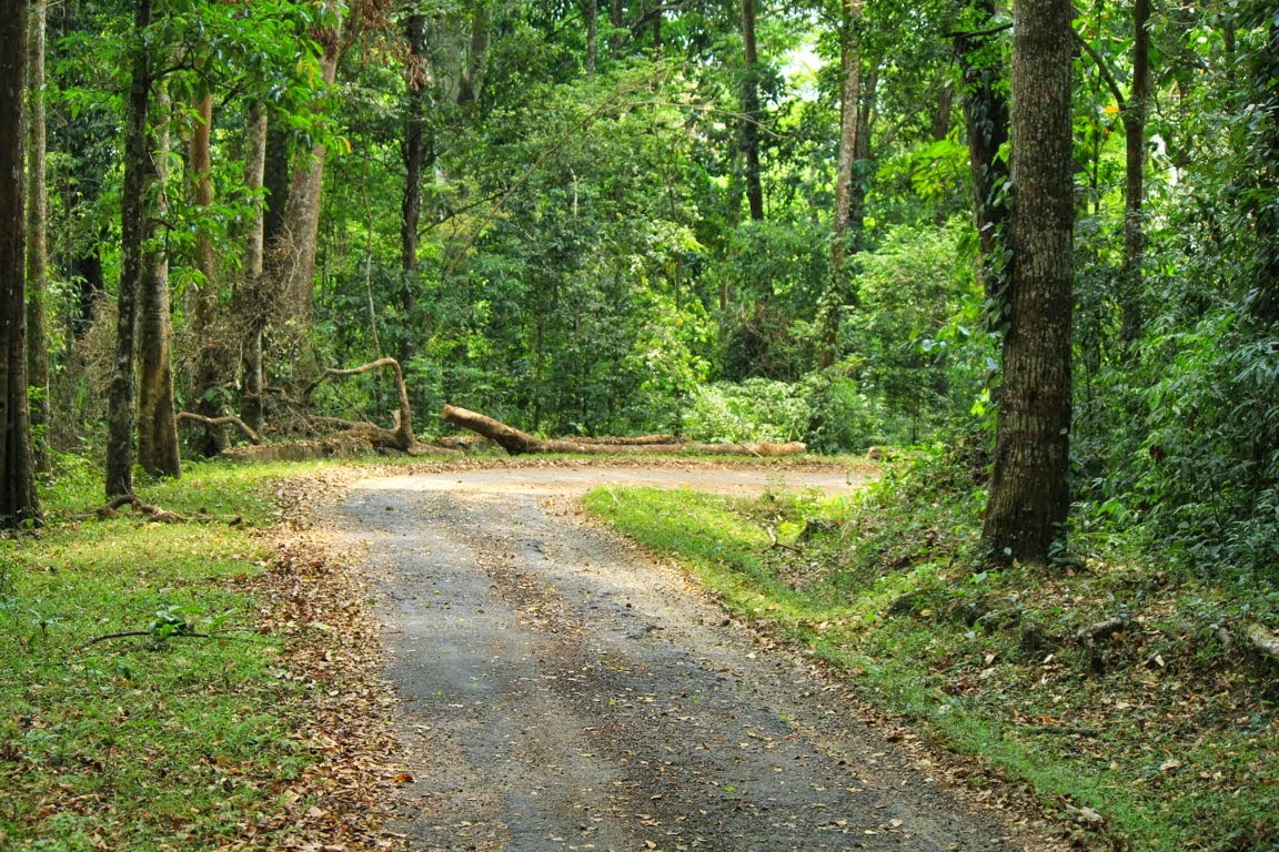 Chennai Hikes: Manampalli forest valparai