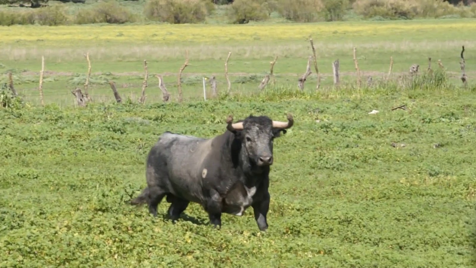 Toros para fondo de pantalla 1920x1080 ~ Fondos de pantalla HD