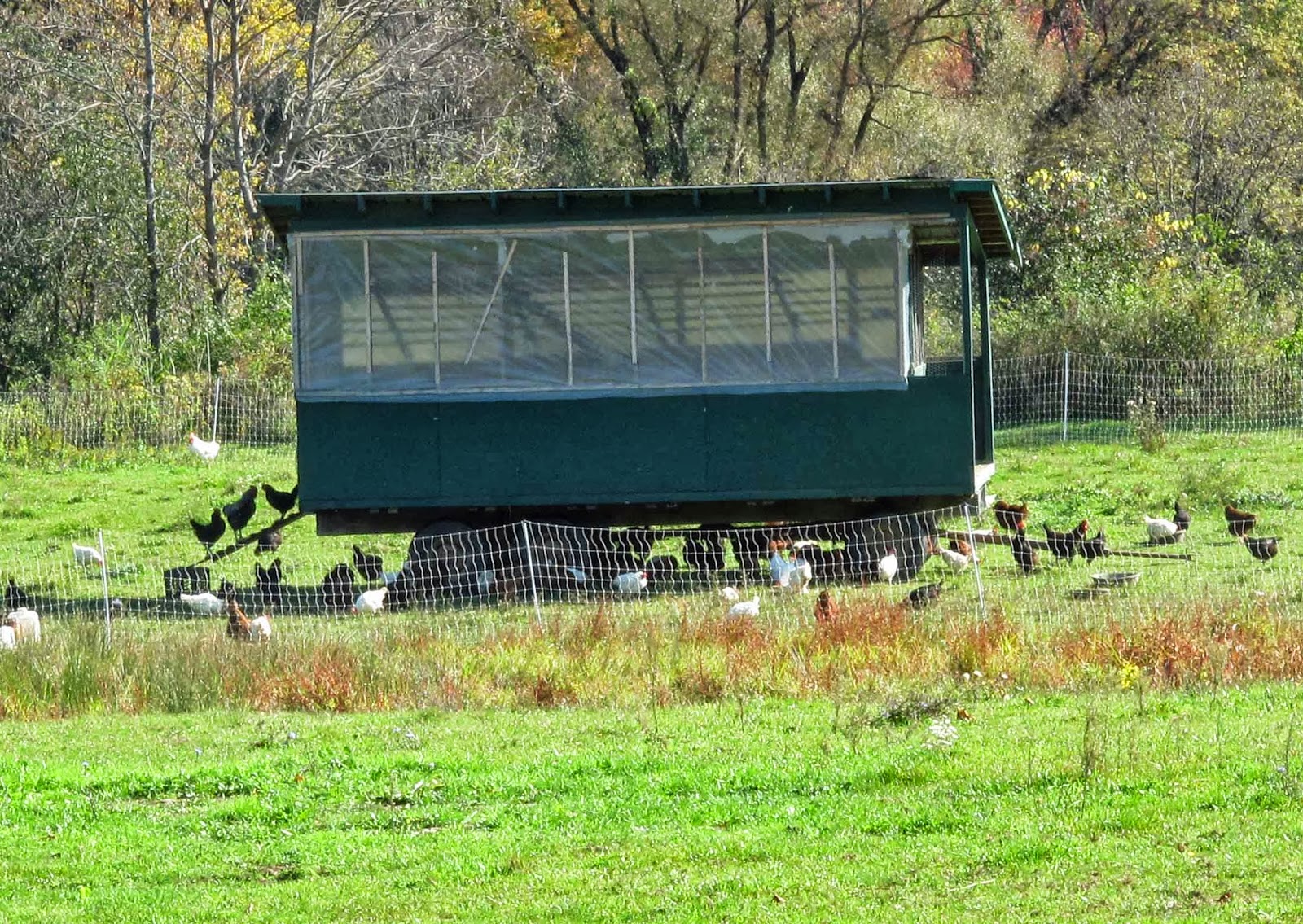 John Everett Scofield: Chicken Wagon Chic... Poor Henry