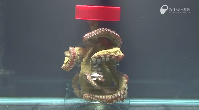 Octopus Stuck In A Jar, Unscrew The Lid From The Inside - Amazing ...
