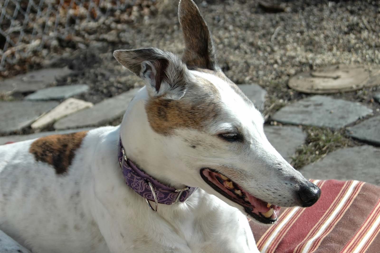 Northern Lights Greyhound Adoption Dog Blog: Amazing Greyhound Ears