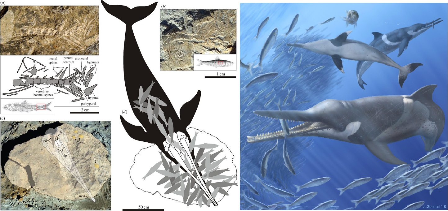 The Coastal Paleontologist: 2015 in review: Advances in marine mammal ...
