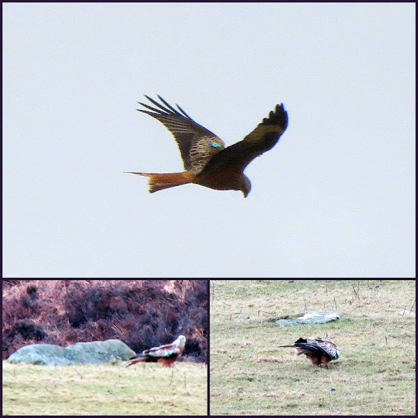 The Glebe Blog: Wigtownshire Ramblers The Clints of Dromore March 2013