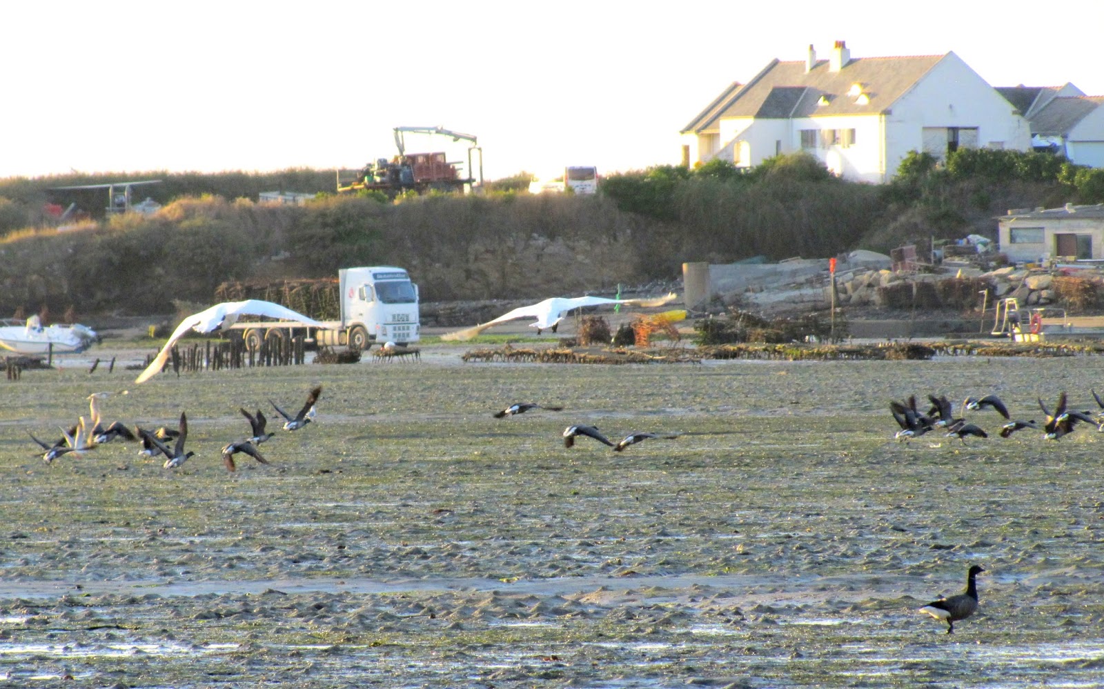 ARAWAK PEN BE: Pen Bé : la Bernache est de retour