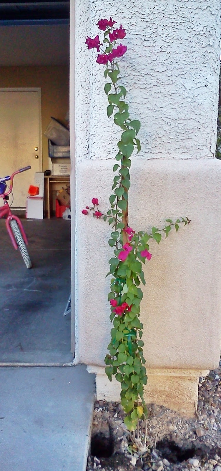 Mom the Builder: Easy Vine Trellis