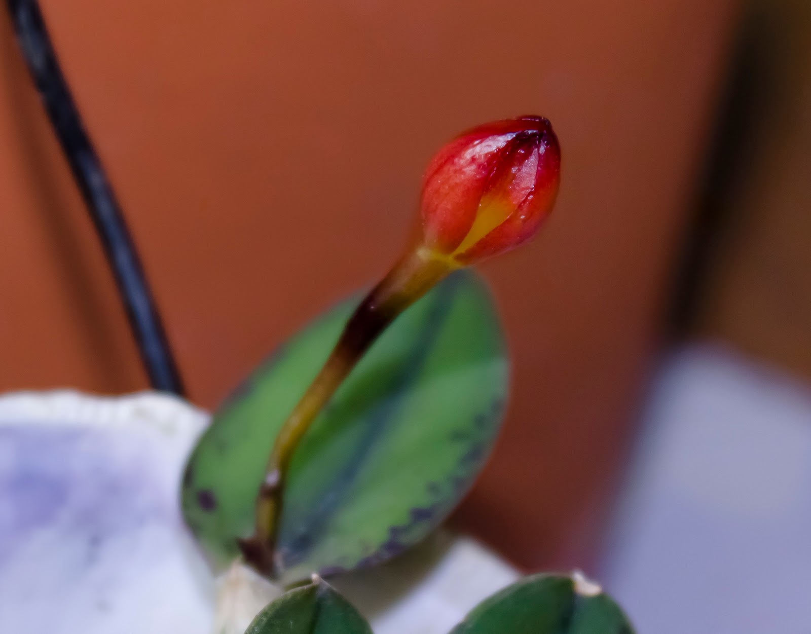 Maria's Orchids: Cattleya cernua blooms