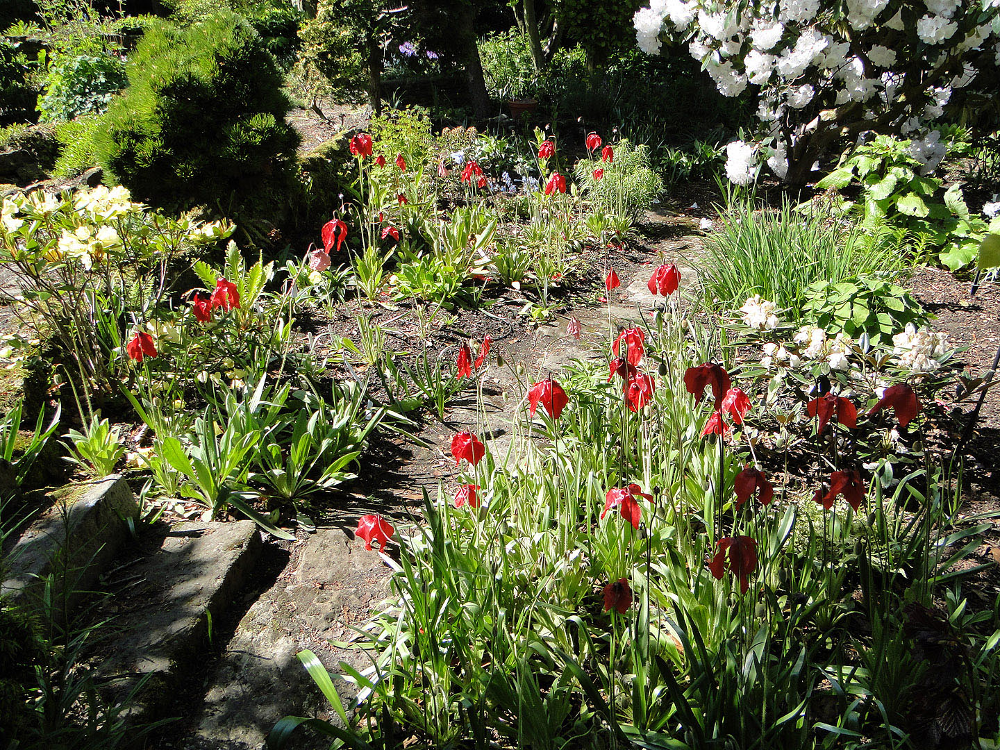 Meconopsis World - A Visual Reference: Red / Mauve Drooping Flowers