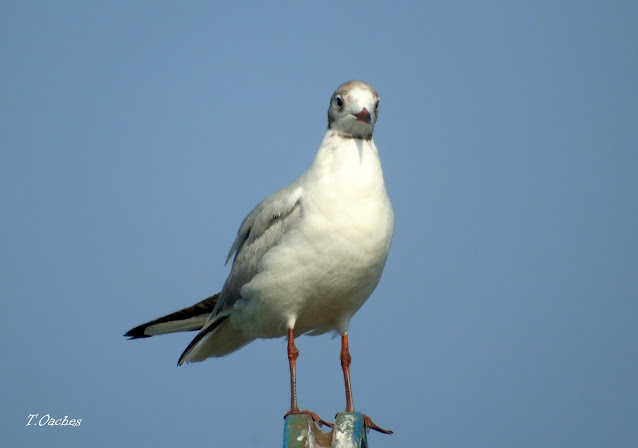 PASARI DIN ROMANIA: PESCARUSUL RAZATOR, Chroicocephalus ridibundus