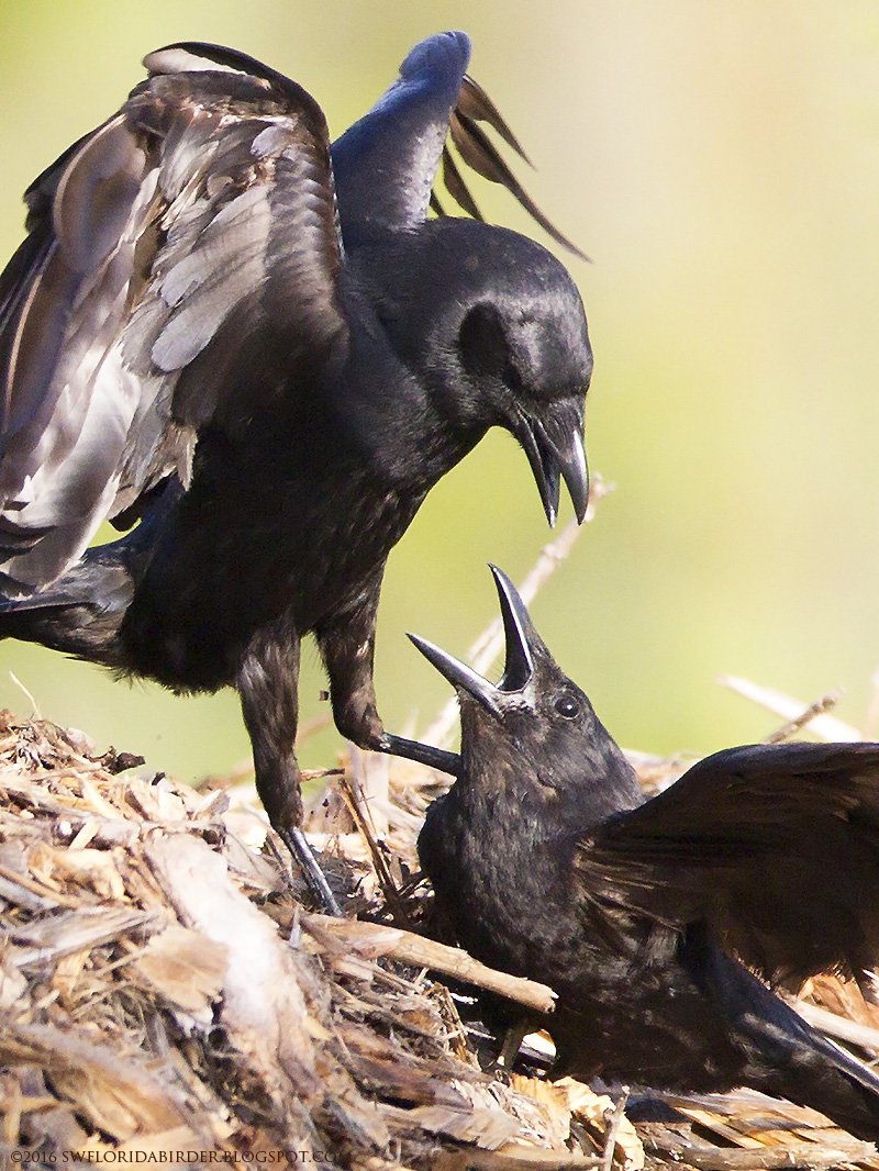 Sanibel Gardens Preserve | Focusing on Wildlife