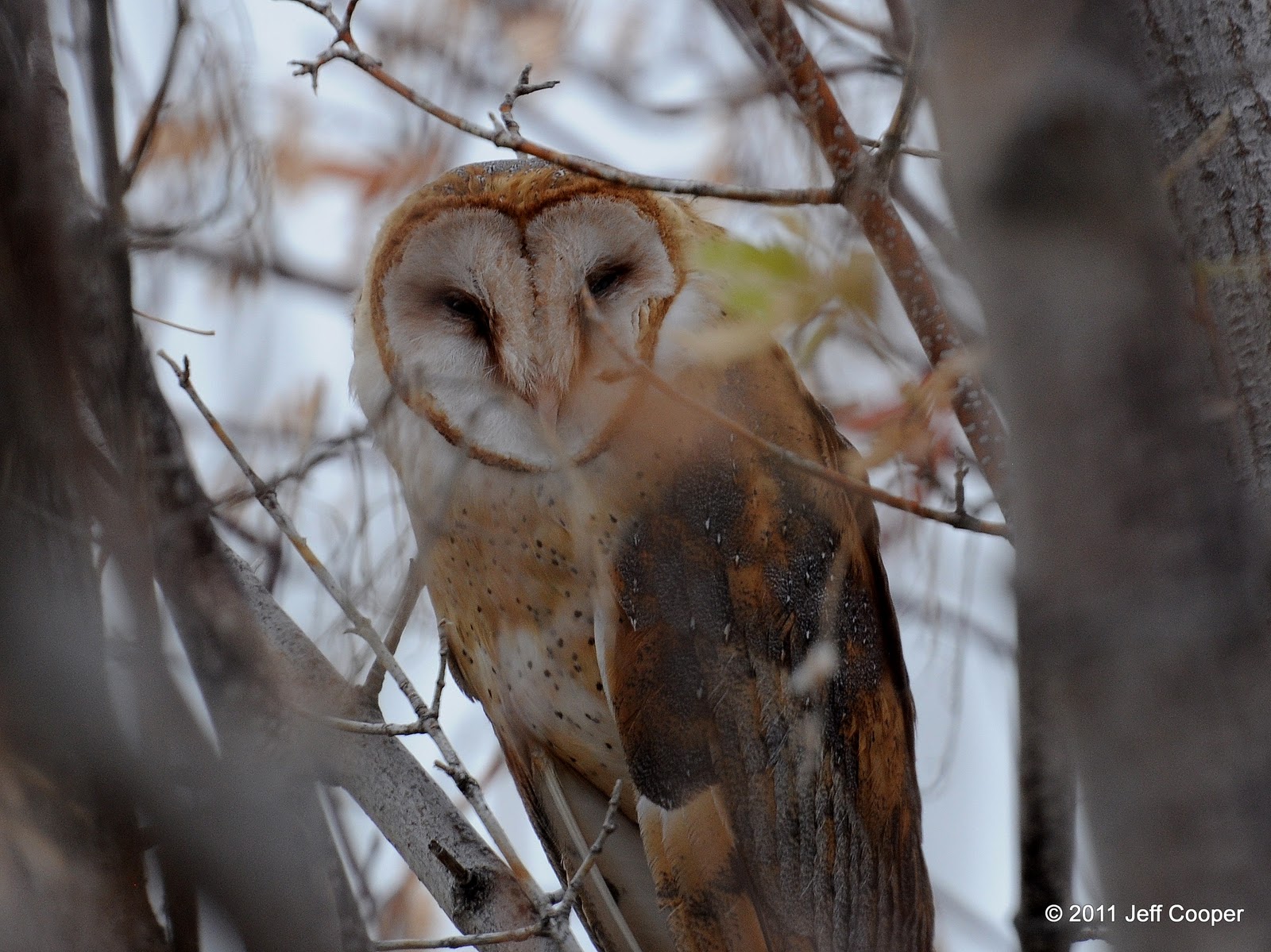 NeoVista Birds and Wildlife: Barn Owl: The Ghostly Hunter Making ...