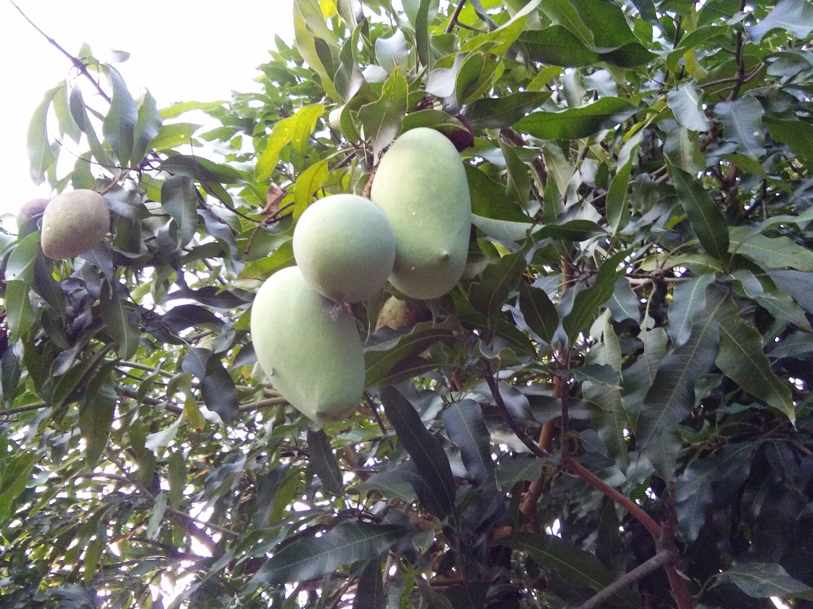 D' Qasih: mempelam sala / mango sala