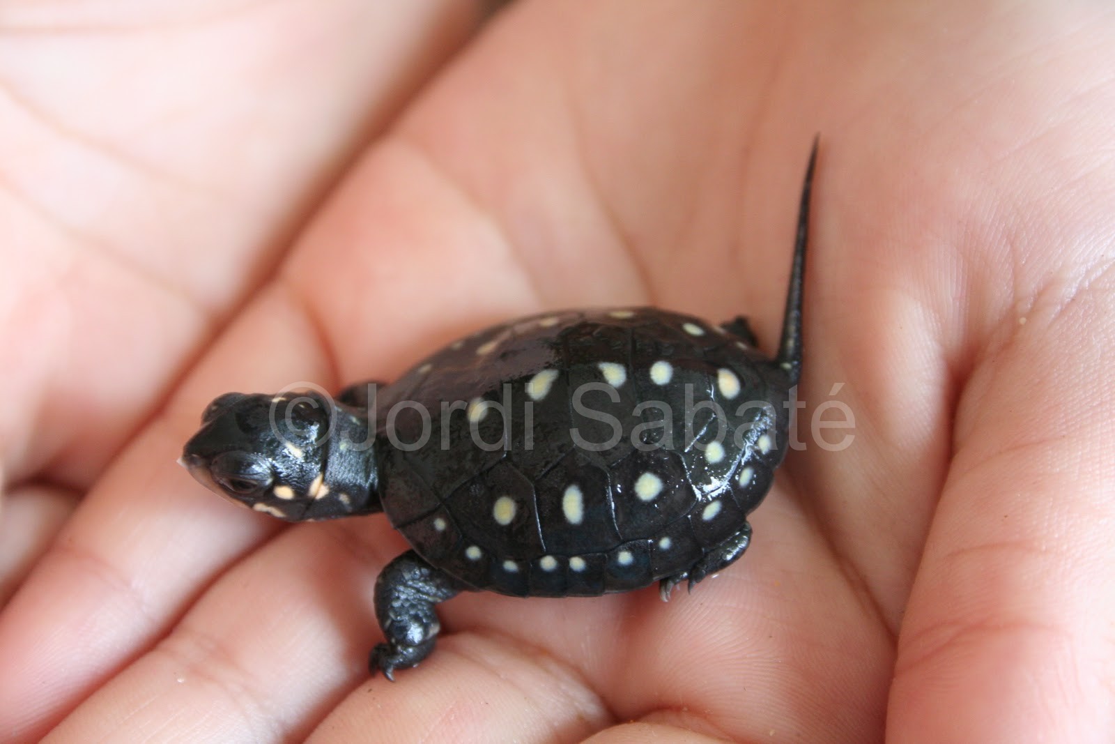 Clemmys guttata: la tortuga moteada: La reproducción de las Clemmys guttata