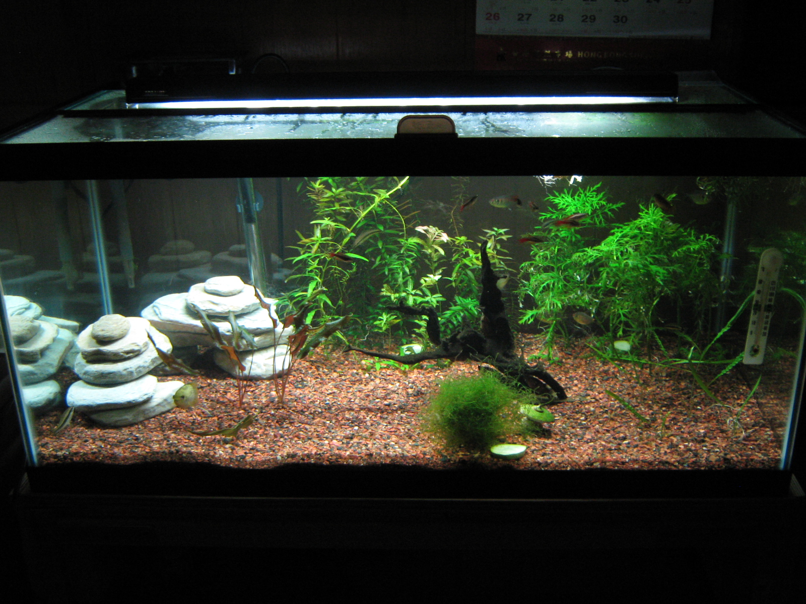 Ecco's Aquarium Blog: New 40 Breeder Planted Tank