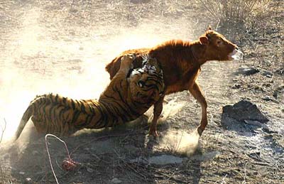Encyclopedia: Tiger Hunting