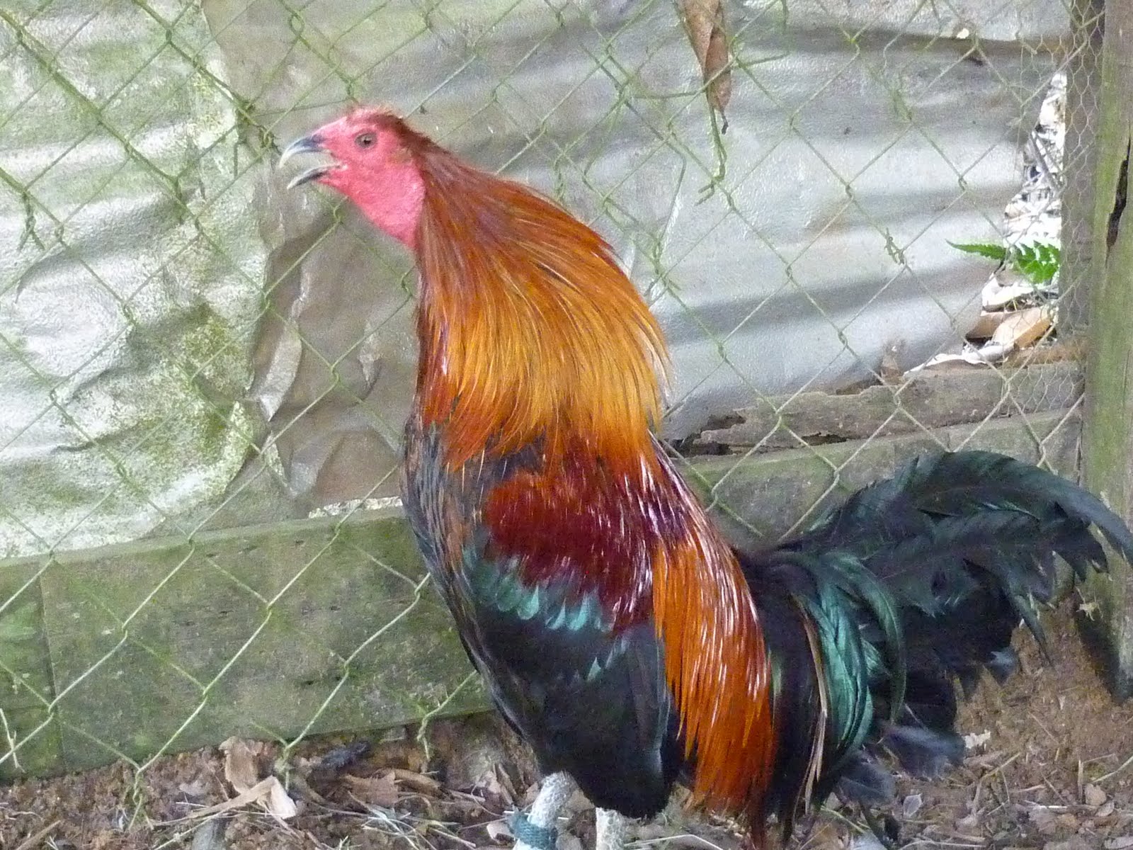 Sarawak Gamefowl Farm: Broodcock For Sale, July 2011