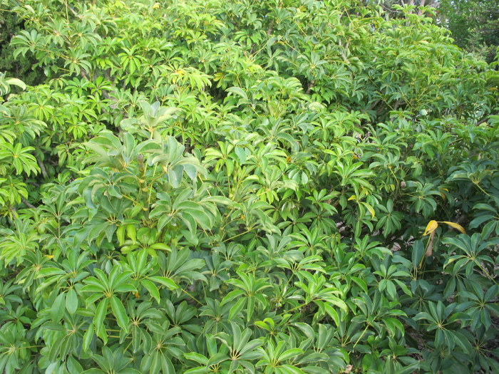 FLORA NEL SALENTO e.. anche altrove: Schefflera arboricola (Hayata ...