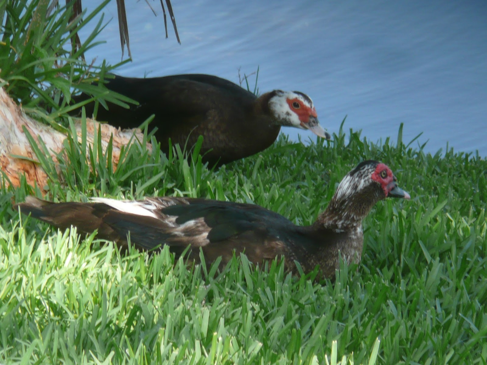 Florida Suncoast Birding: Heading to Dade County