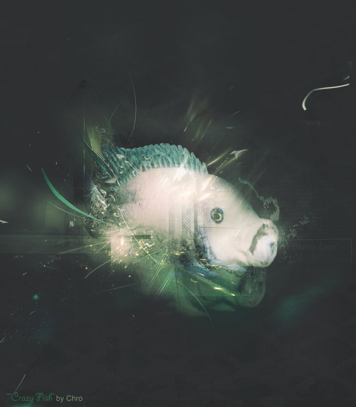 Cool Pictures: Top HD lucky and crazy fish pictures gallery