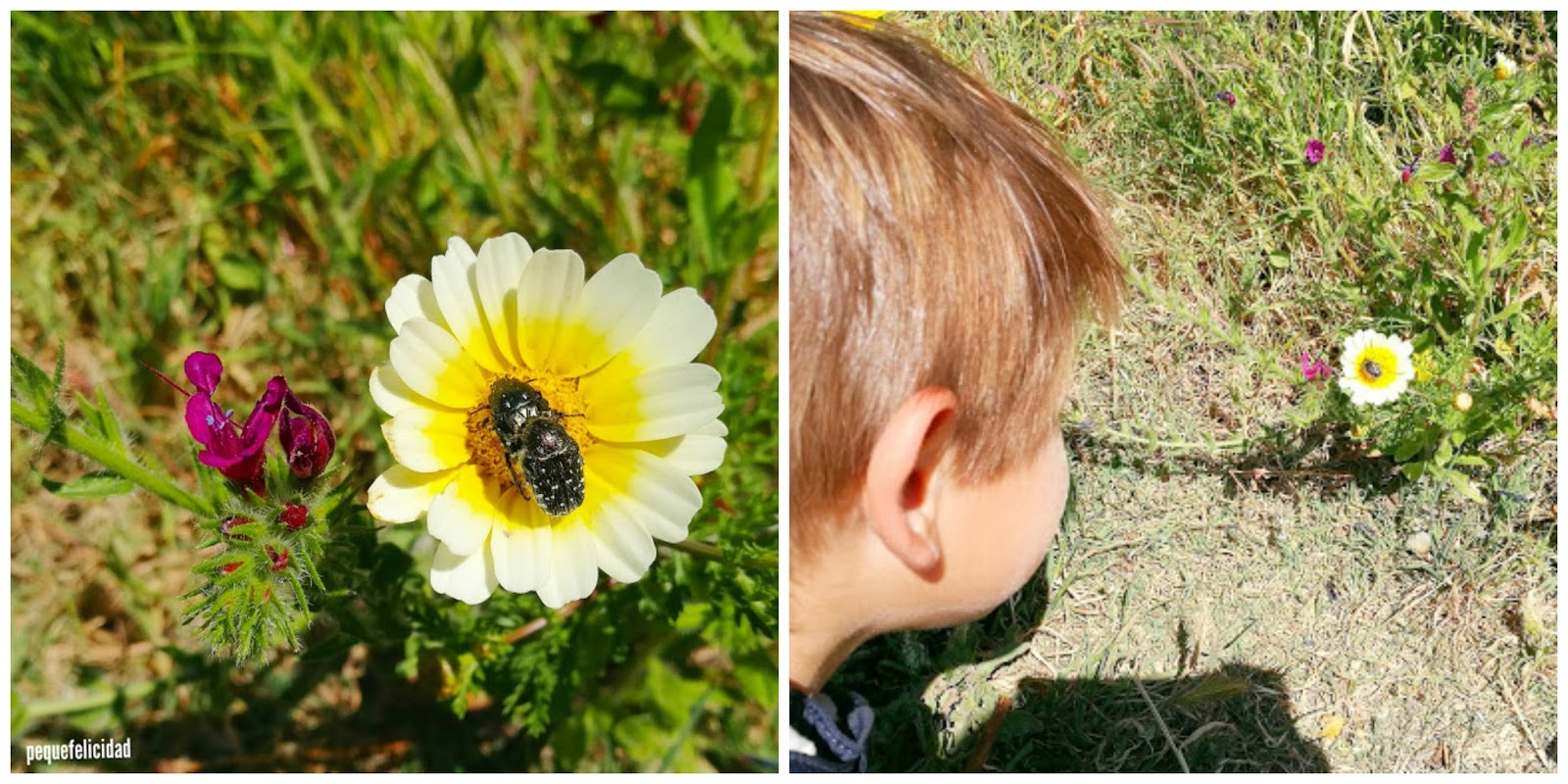 PEQUEfelicidad: NUESTRO PROYECTO INSECTOS: 20 ACTIVIDADES MONTESSORI ...