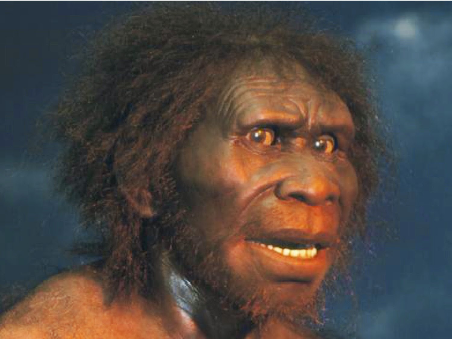 purpura: LA EVOLUCIÓN DEL SER HUMANO