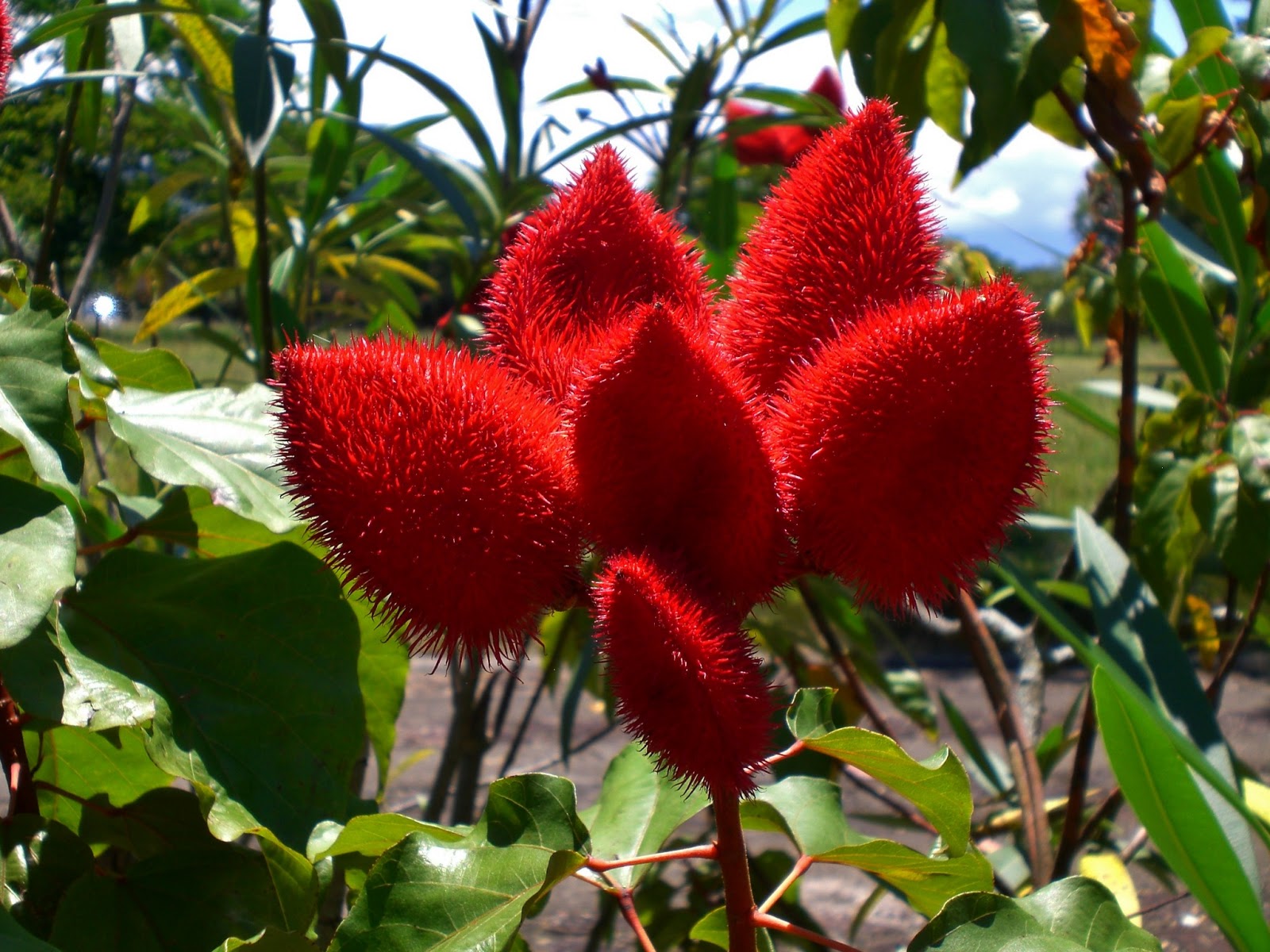 Bixa orellana semillas o achiote | Flores colombia