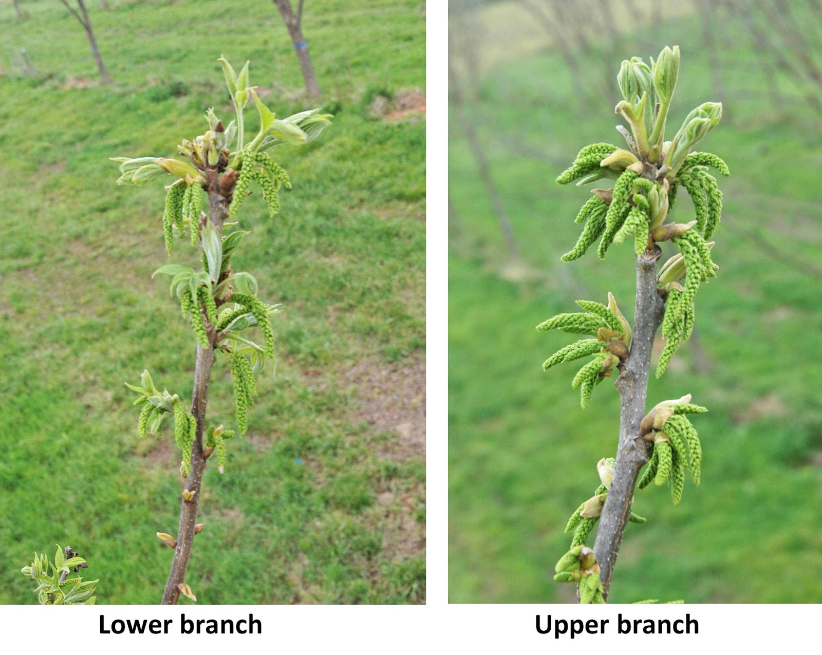 Northern Pecans: Bud break after early April freezes