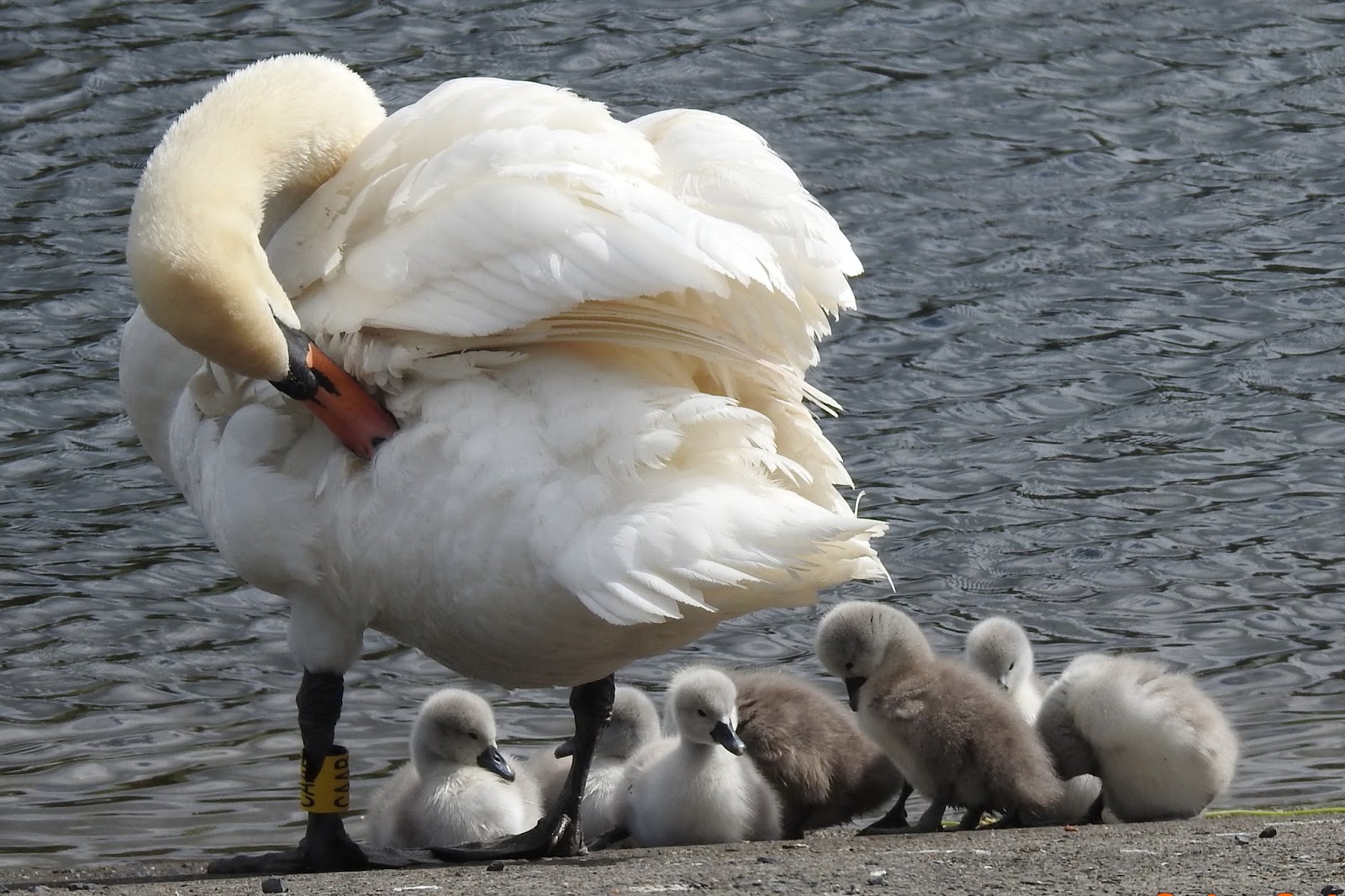 Tallaght Gulls + Rings: April 2017 - Mute Swan Cygnets April 24th