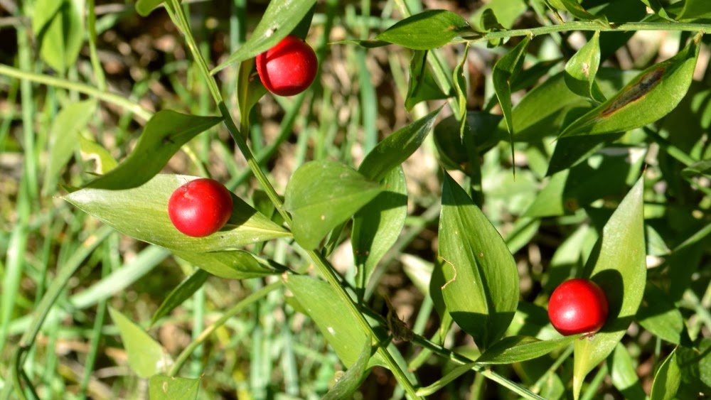 __FLORA alrededor de LIÉDENA (Navarra): RUSCUS ACULEATUS