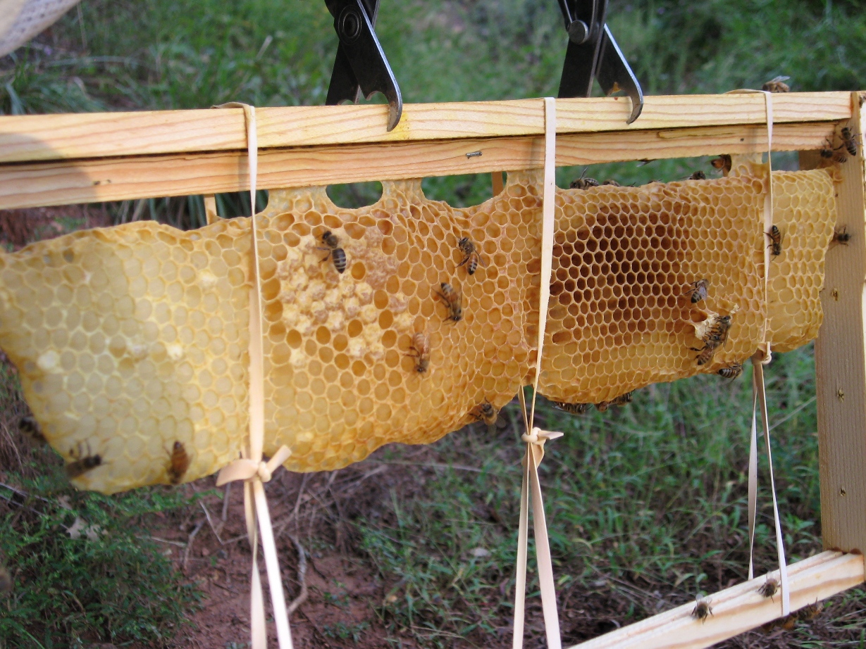 Beaver Creek Bees: Fixed Comb