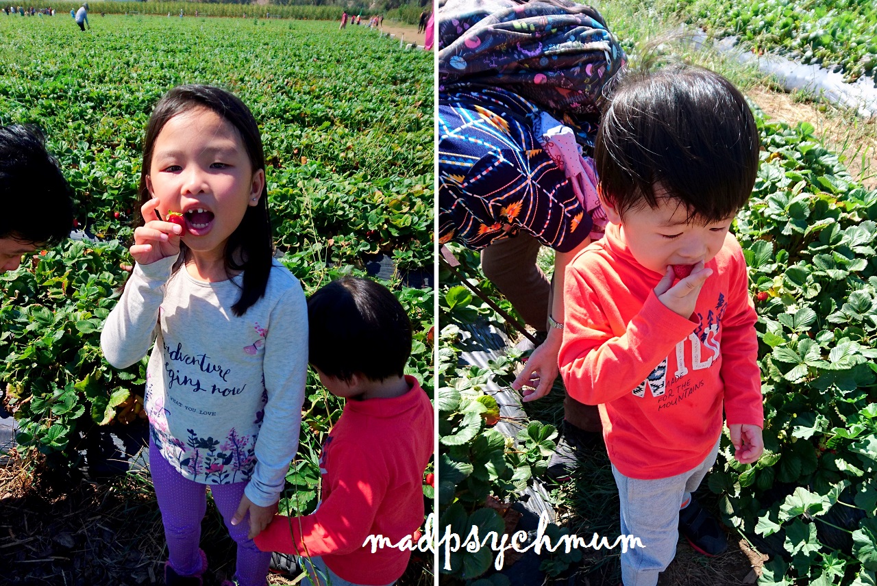 MadPsychMum | Singapore Parenting + Travel Blog: Melbourne II Day 2 ...