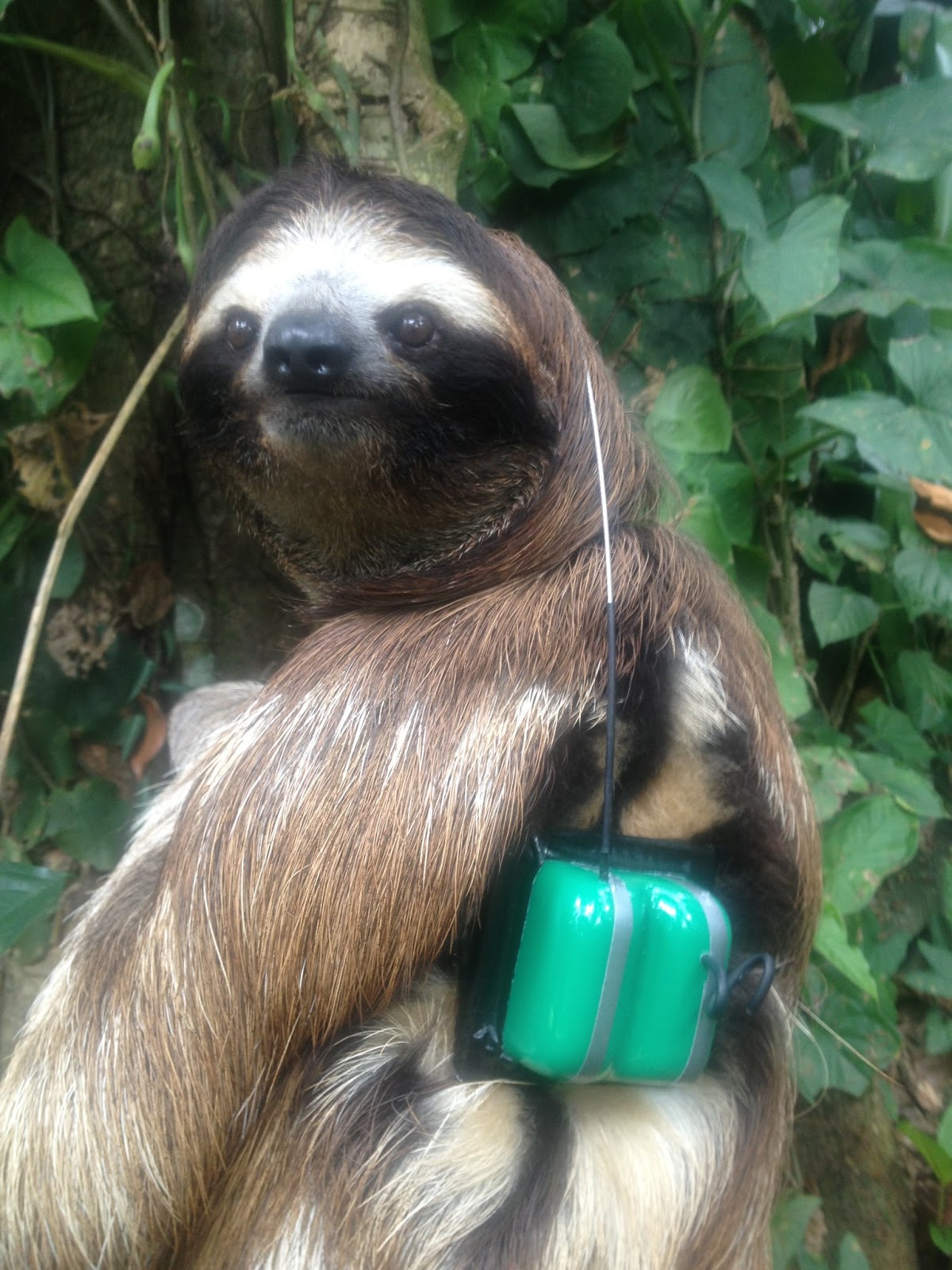 The Sloth Sanctuary of Costa Rica - Sloth Blog : The sloth backpack ...
