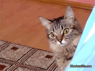 Visual Consumer: Cat gif carpet bomb