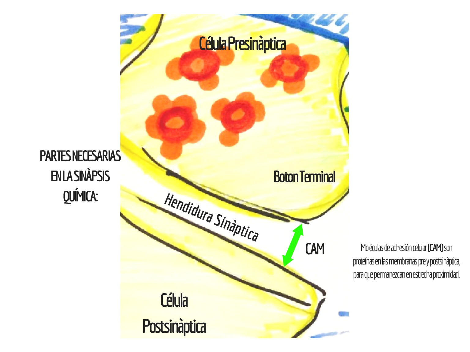 Dulce Gpe Avilés García Fisiología 2016 Gpo 10: Sinàpsis Quìmica ...