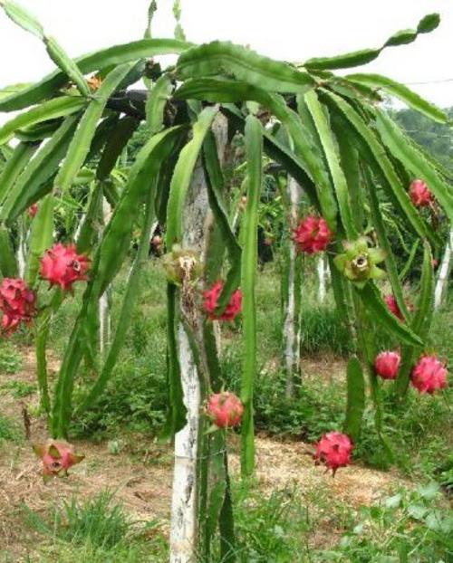 How to Grow Dragon Fruit, Growing Your Own Dragon Fruit - Everything ...