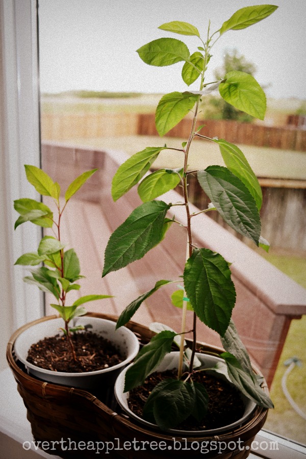 Over The Apple Tree: Grow An Apple Tree From Seeds