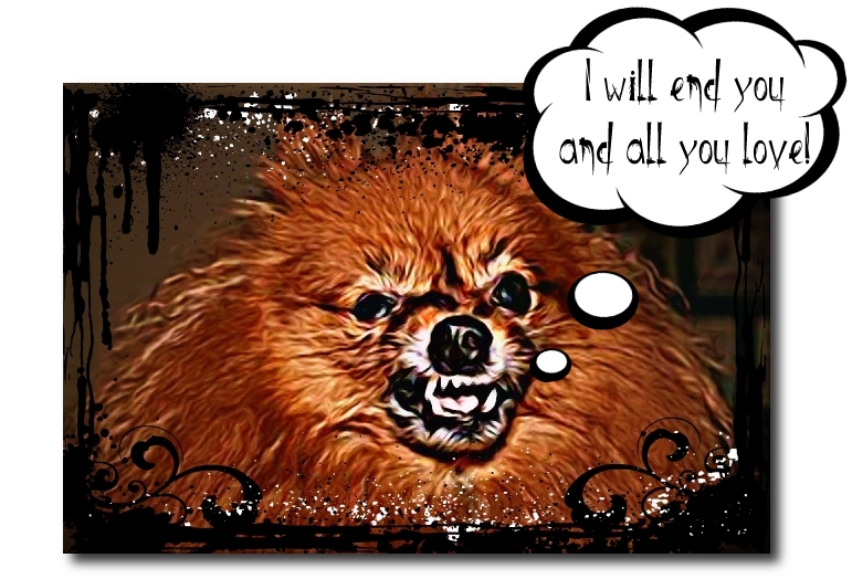 Pommy Pom Pomeranians!